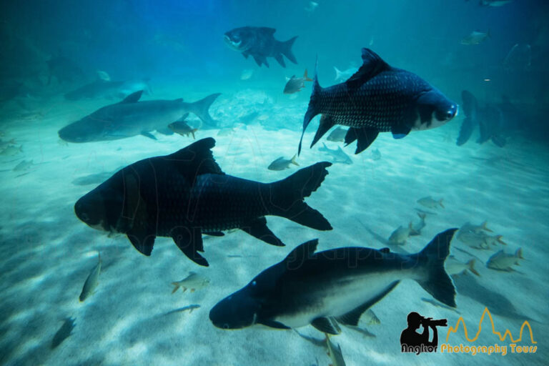 ? Angkor Wildlife Aquarium in Siem Reap